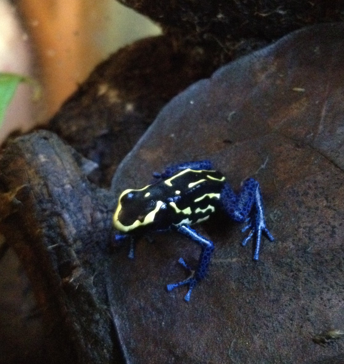 Types of Dendrobates “Tinctorius” with pictures – The Frog Lady