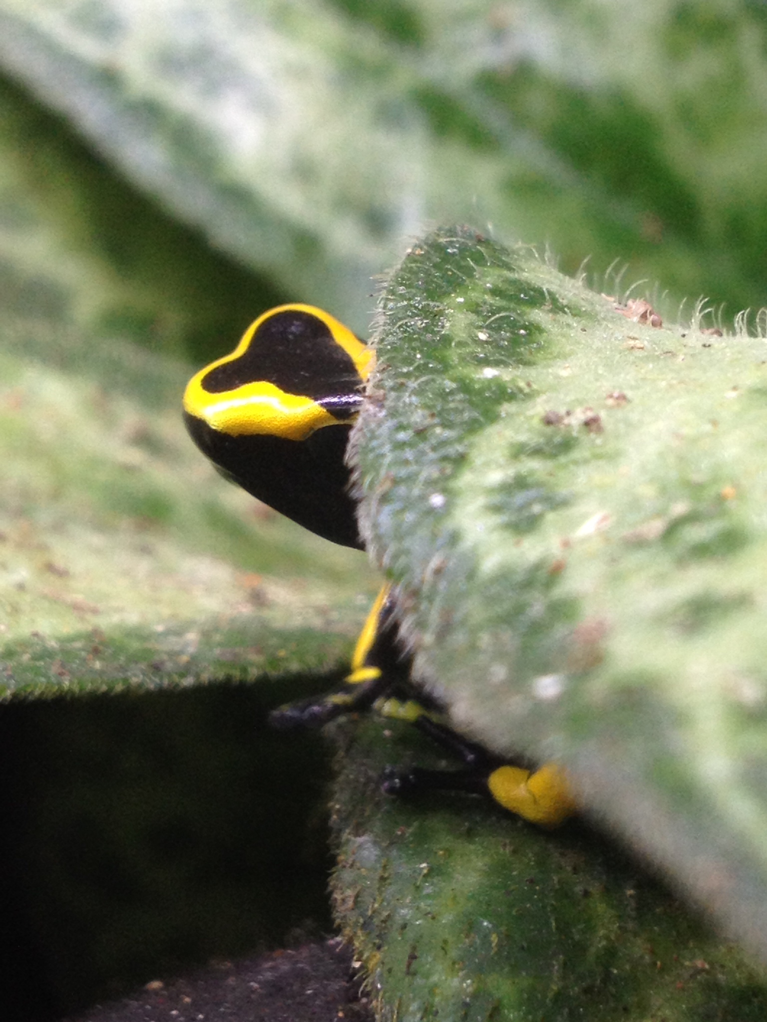 Leuc PhotoShoot Friday – The Frog Lady