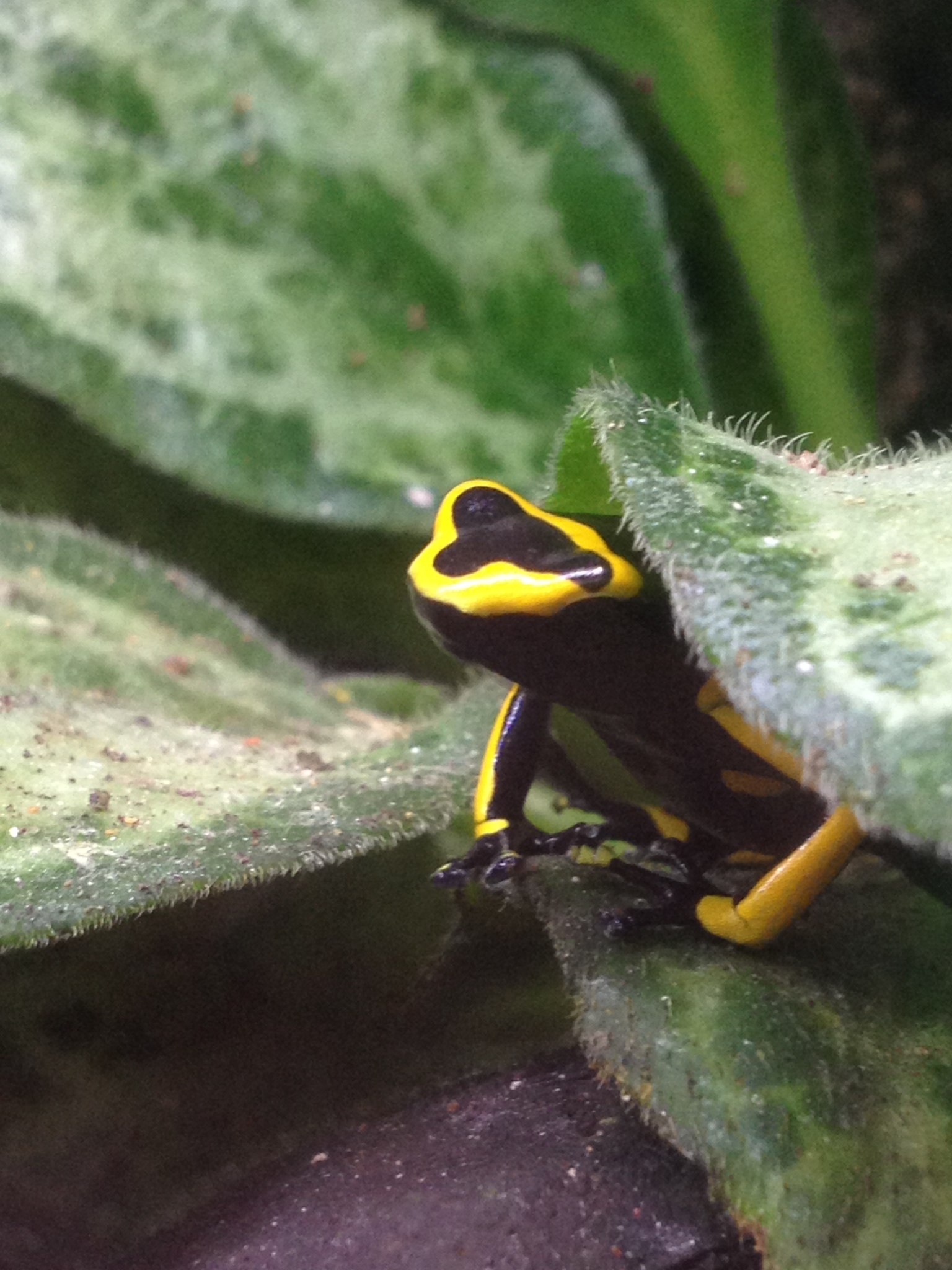 Leuc PhotoShoot Friday – The Frog Lady