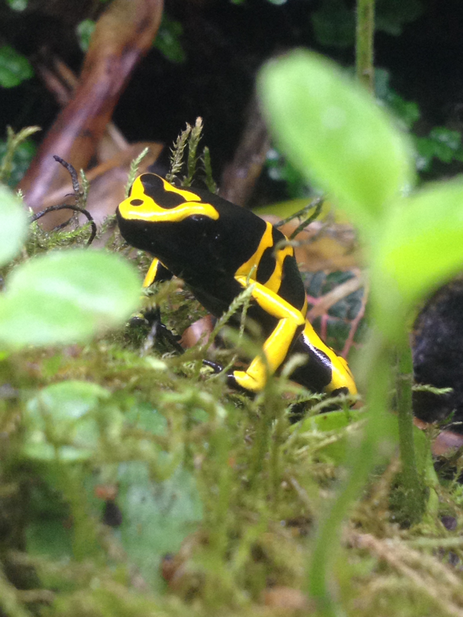 Leuc PhotoShoot Friday – The Frog Lady