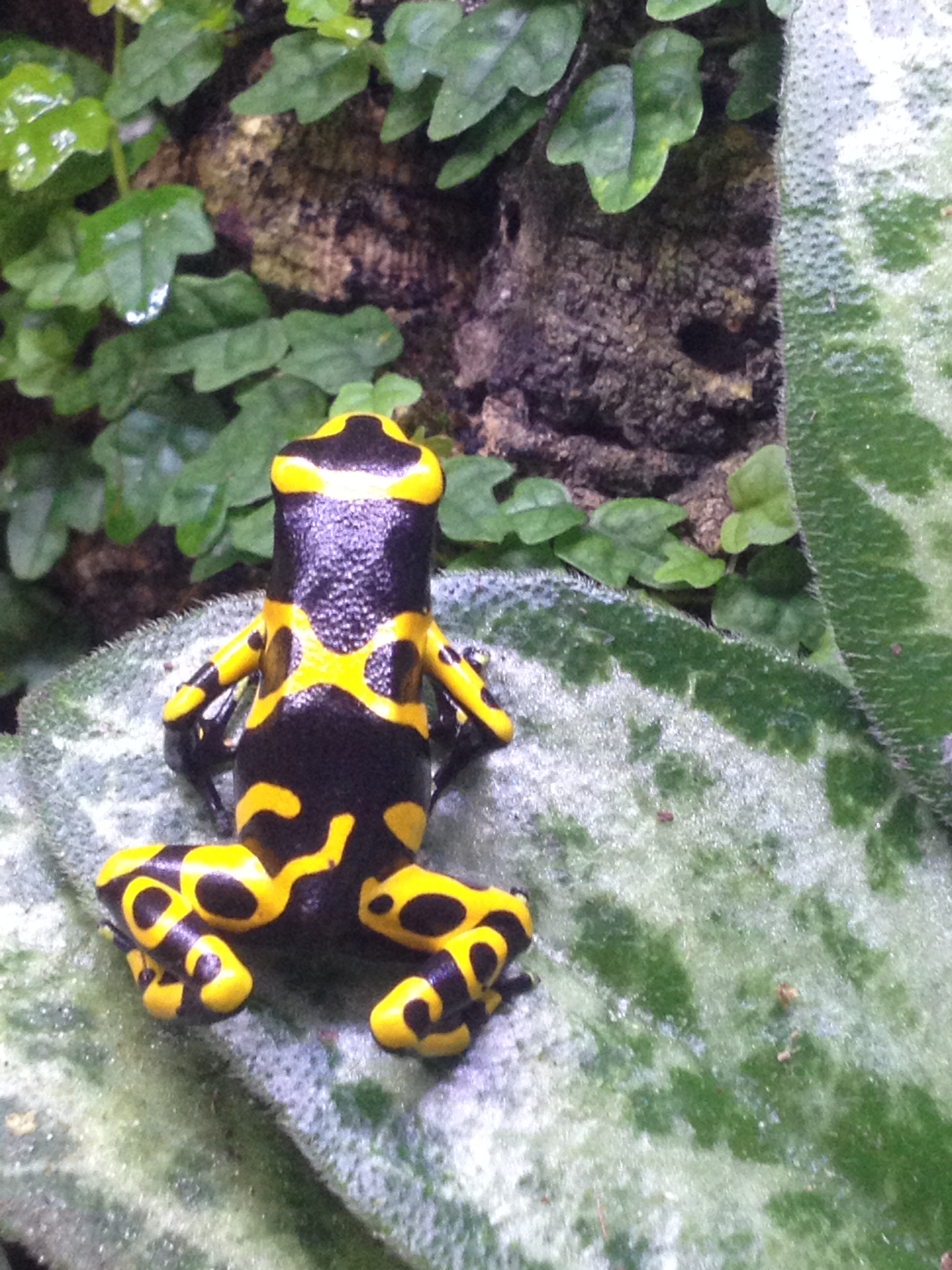 Leuc PhotoShoot Friday – The Frog Lady