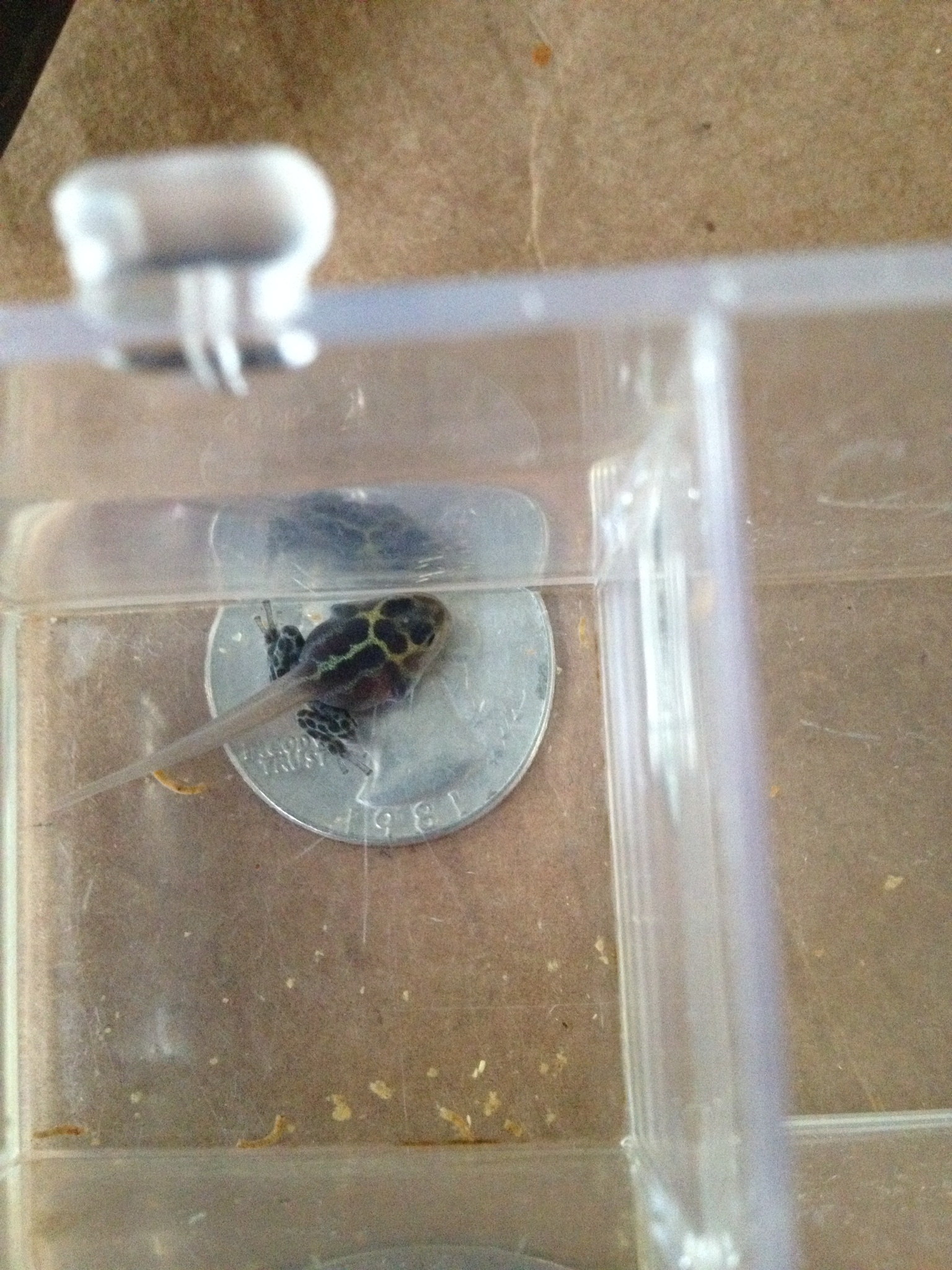 Leuc PhotoShoot Friday – The Frog Lady