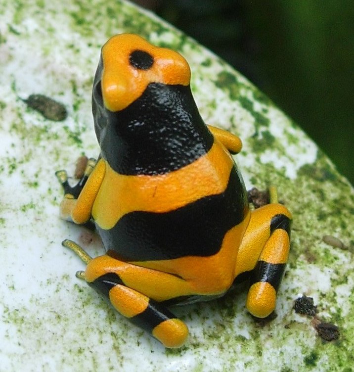 Types of Dendrobate Leucomelas – The Frog Lady