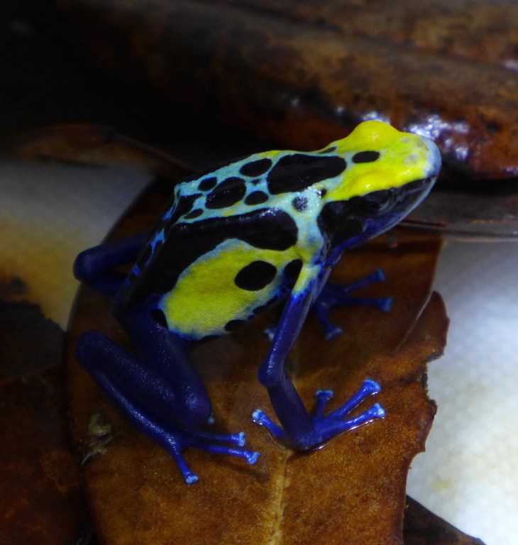 Types of Dendrobates “Tinctorius” with pictures – The Frog Lady