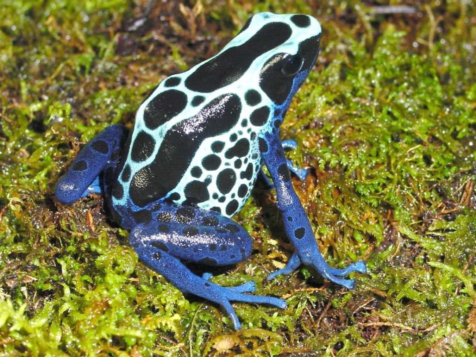 Types of Dendrobates “Tinctorius” with pictures – The Frog Lady