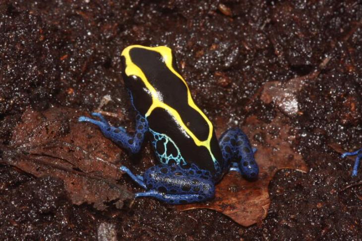 Types of Dendrobates “Tinctorius” with pictures – The Frog Lady