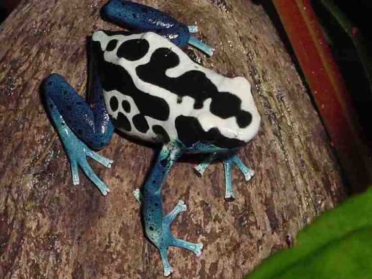 Types of Dendrobates “Tinctorius” with pictures – The Frog Lady