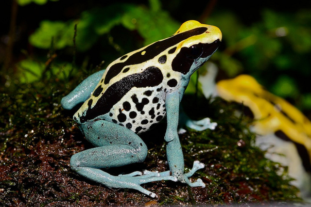 Types of Dendrobates “Tinctorius” with pictures – The Frog Lady