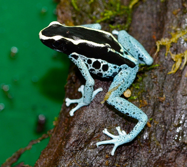 Types of Dendrobates “Tinctorius” with pictures – The Frog Lady
