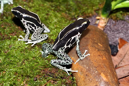 Types of Dendrobates “Tinctorius” with pictures – The Frog Lady