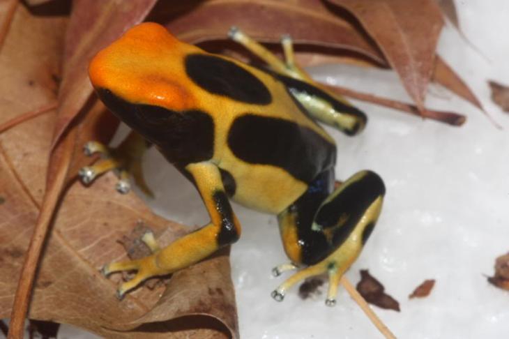 Types of Dendrobates “Tinctorius” with pictures – The Frog Lady