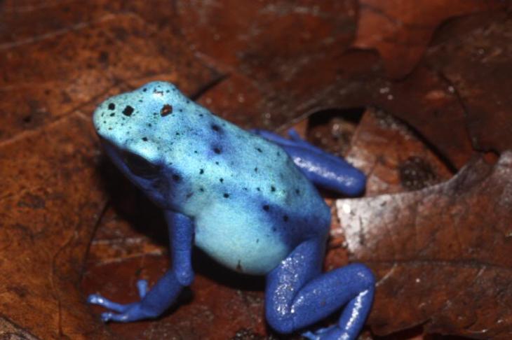 Types of Dendrobates “Tinctorius” with pictures – The Frog Lady