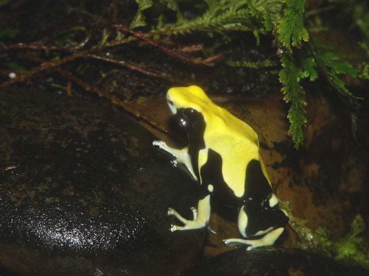 Types of Dendrobates “Tinctorius” with pictures – The Frog Lady