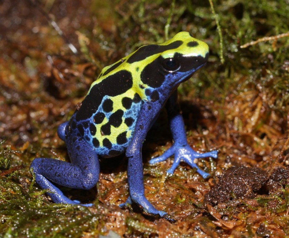 Types of Dendrobates “Tinctorius” with pictures – The Frog Lady