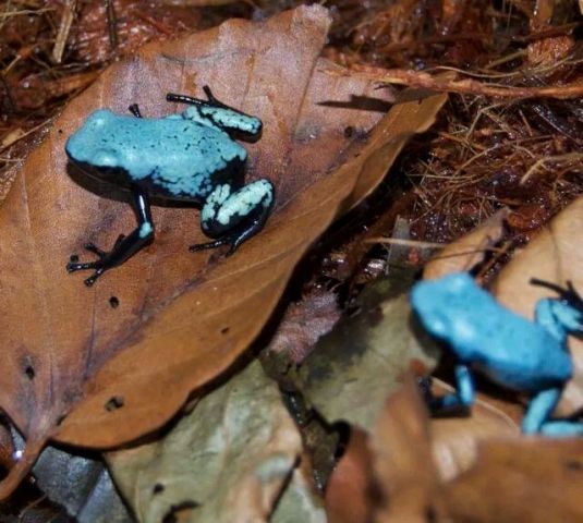 Types of Adelphobates with pictures – The Frog Lady
