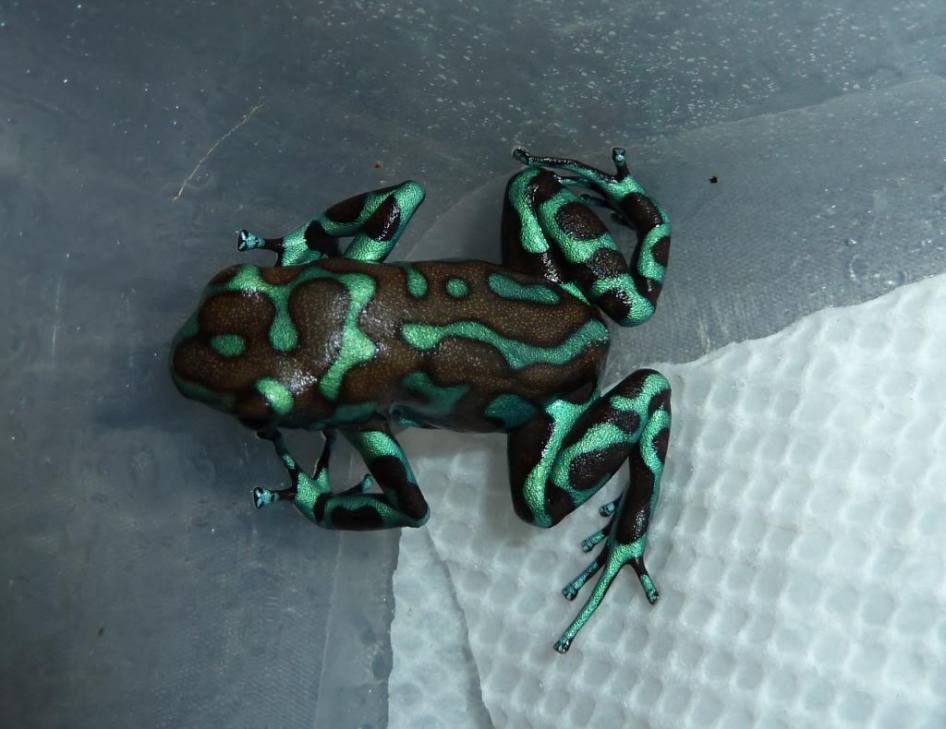 Types of Dendrobates “Auratus” with pictures – The Frog Lady