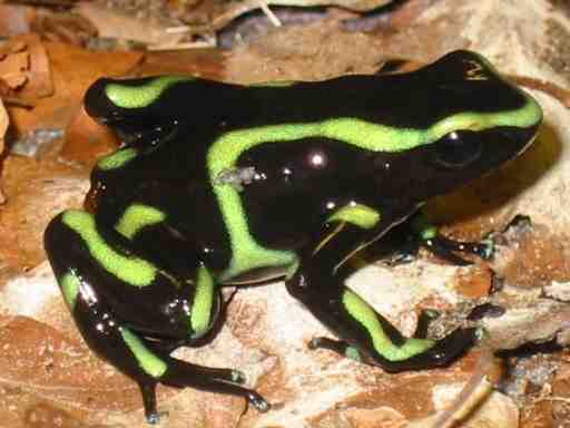 Types of Dendrobates “Auratus” with pictures – The Frog Lady