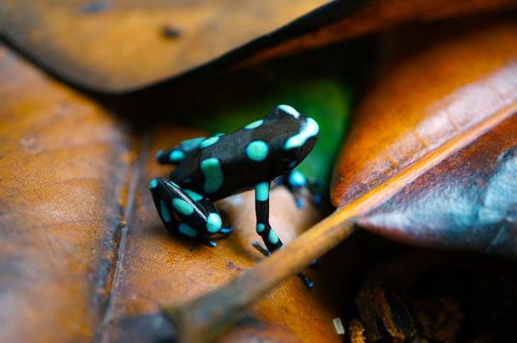 Types of Dendrobates “Auratus” with pictures – The Frog Lady