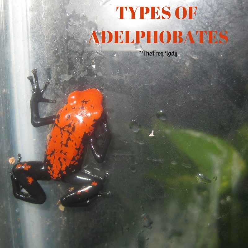 Types of Adelphobates with pictures – The Frog Lady