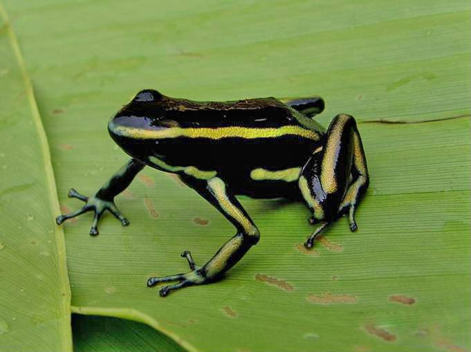 Species Highlight “Dendrobates Truncatus” with pictures – The Frog Lady