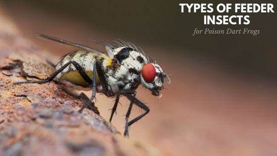 Types Of Feeder Insects The Frog Lady Raising Springtails As Food For