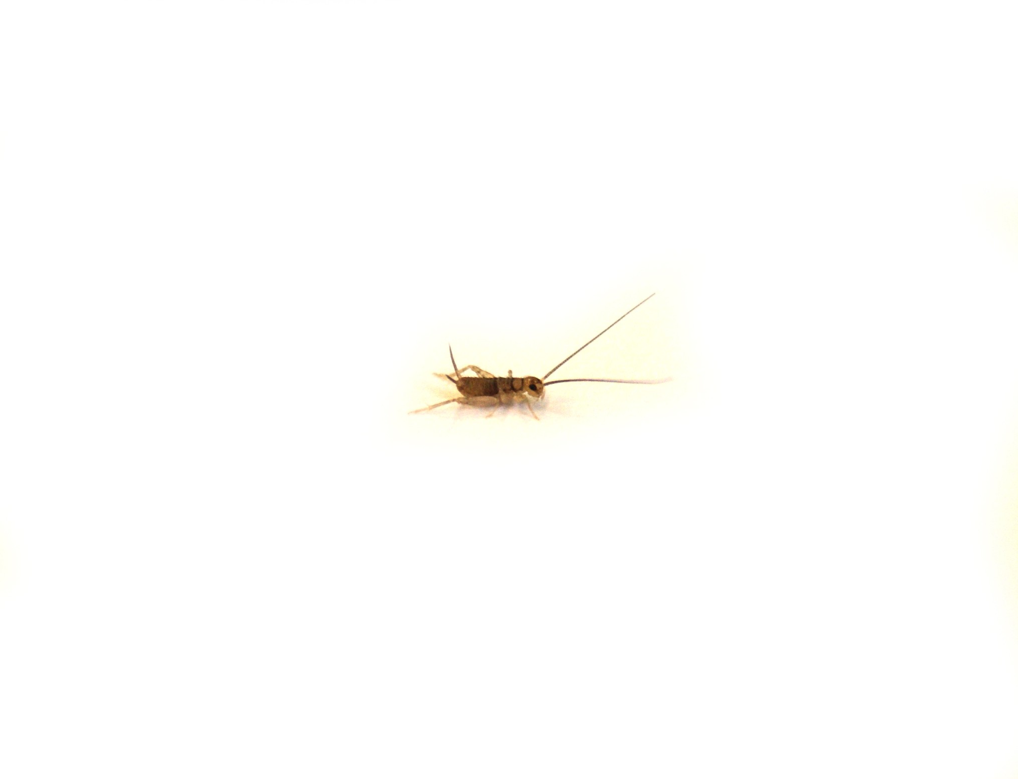 Types of Feeder Insects – The Frog Lady