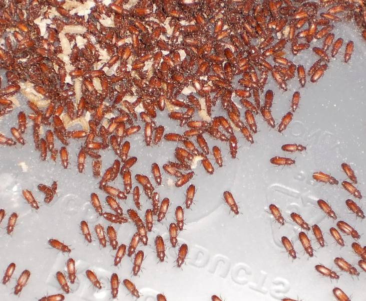 Types of Feeder Insects – The Frog Lady