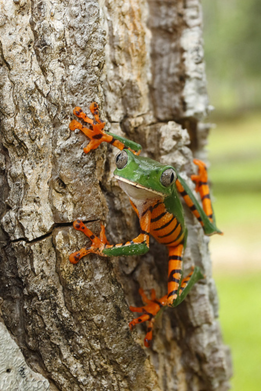 Species Highlight “Super Tiger Leg Monkey Frog” with pictures – The ...