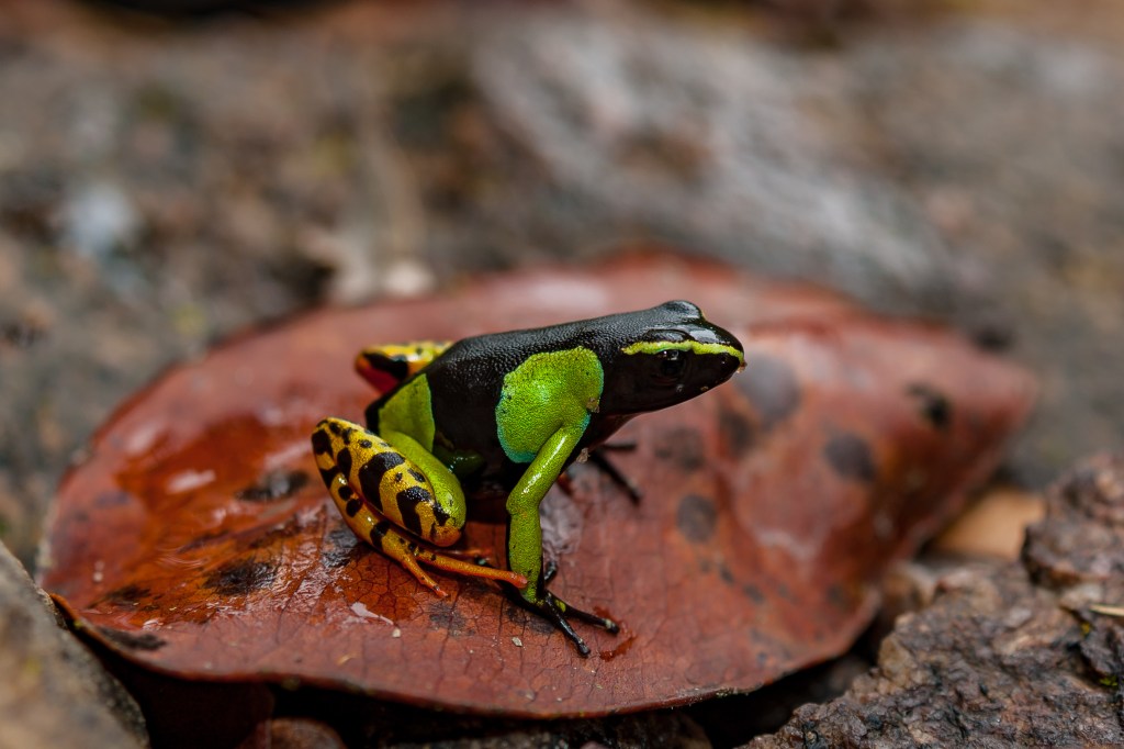 Types of Mantella’s – The Frog Lady