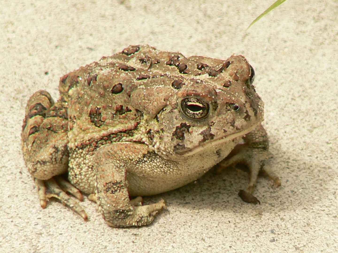 Michigan Frogs and Toads – The Frog Lady