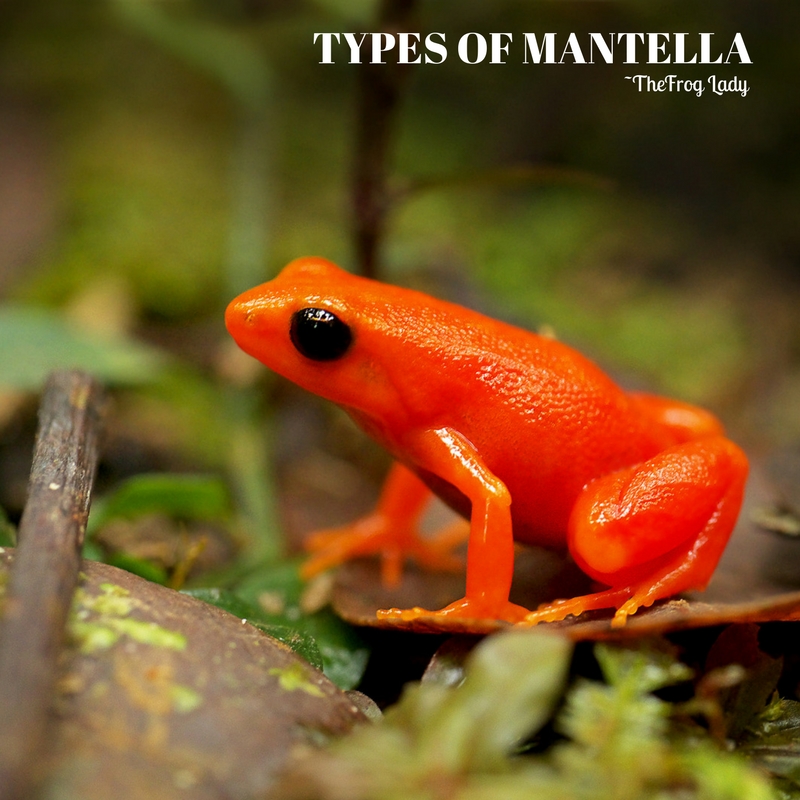 Types of Mantella’s – The Frog Lady