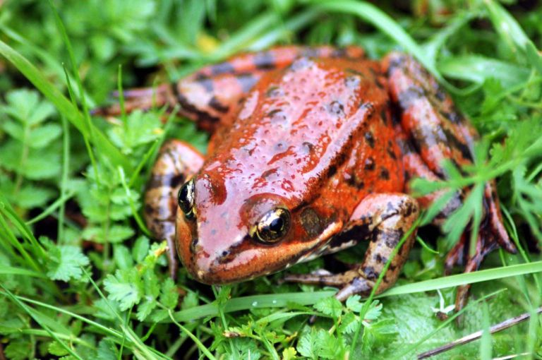 Oregon Frogs and Toads – The Frog Lady