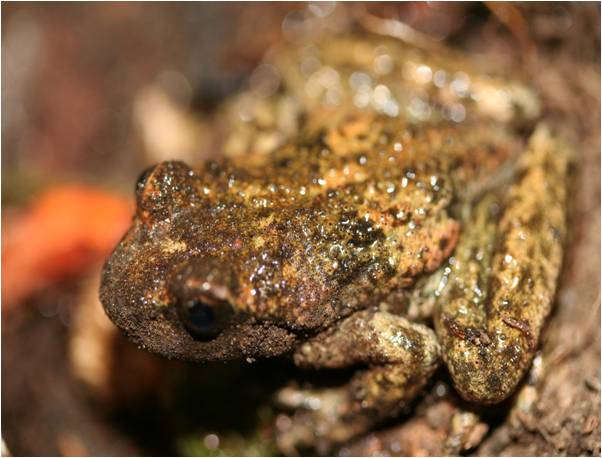 Native Frogs to USA- Tailed Frogs? (Part 3) – The Frog Lady