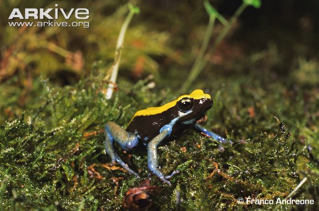 E is for…Mantella expectata – The Frog Lady