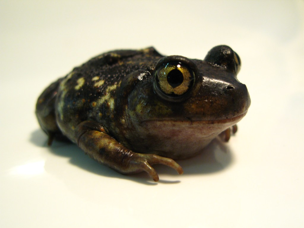 Tennessee Frogs and Toads – The Frog Lady
