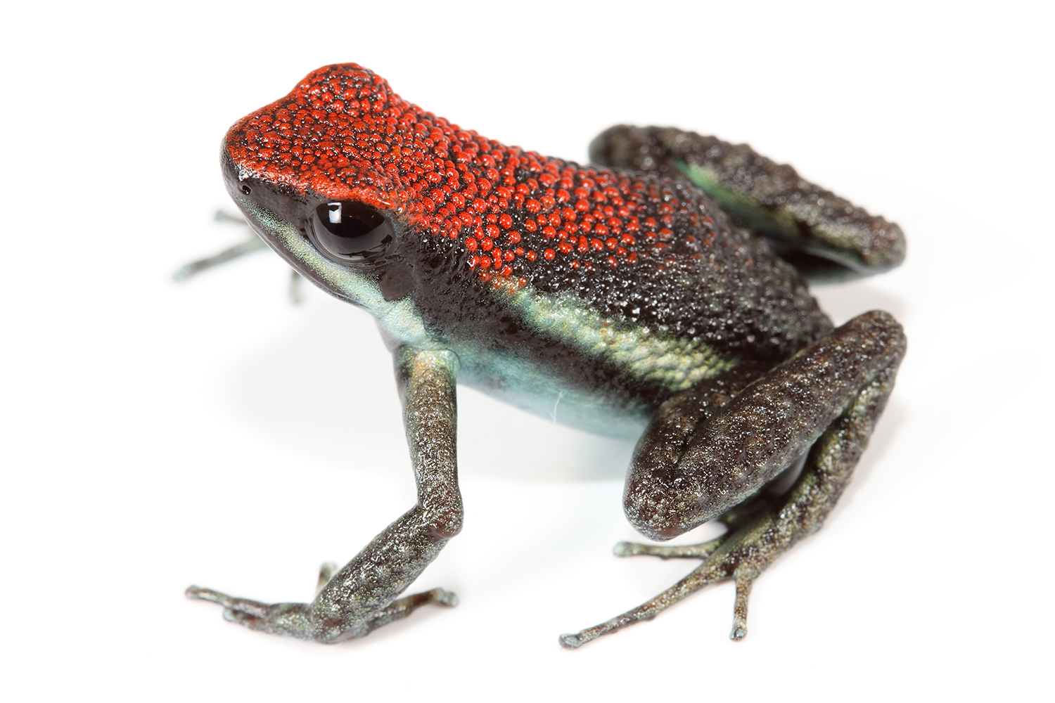 Z is for…Allobates zaparo – The Frog Lady