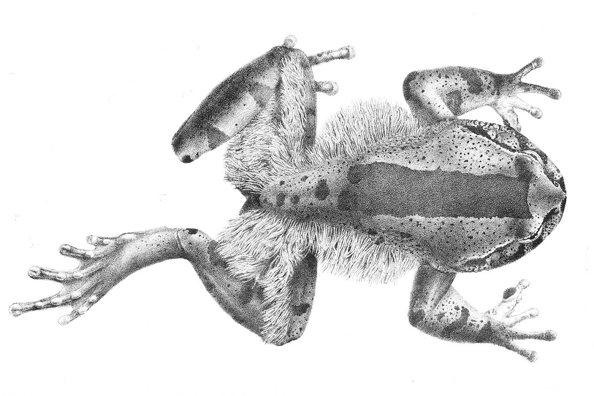 R is for…Trichobatrachus robustus – The Frog Lady
