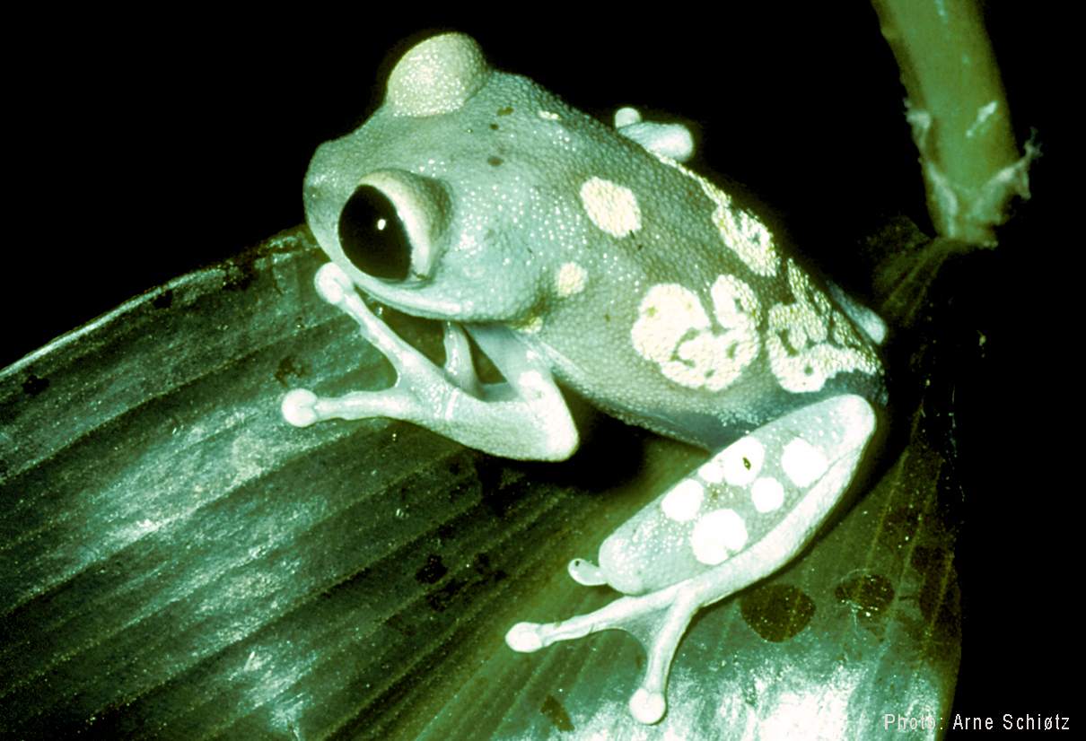 U is for…Leptopelis Uluguruensis – The Frog Lady