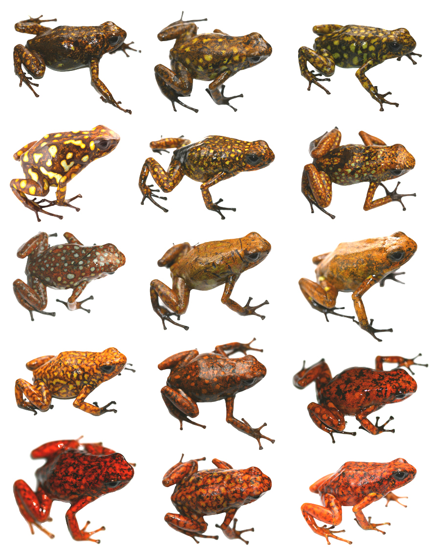 S is for…Oophaga Sylvatica – The Frog Lady