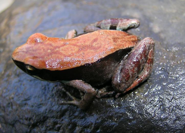 16 Types of Mantella’s with pictures – The Frog Lady