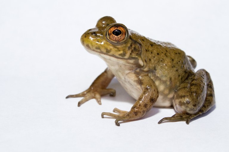 Colorado Frogs and Toads – The Frog Lady
