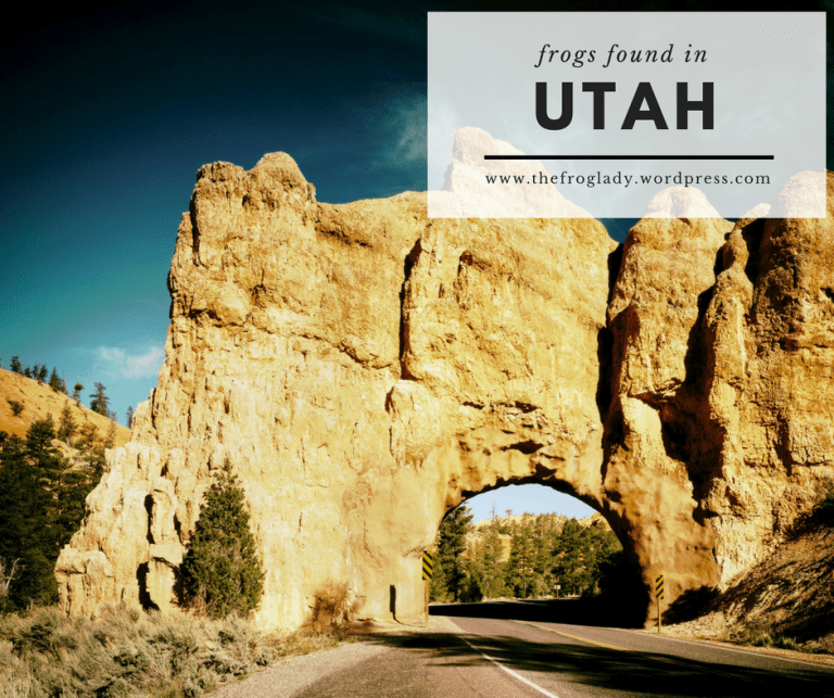 Utah Frogs and Toads – The Frog Lady