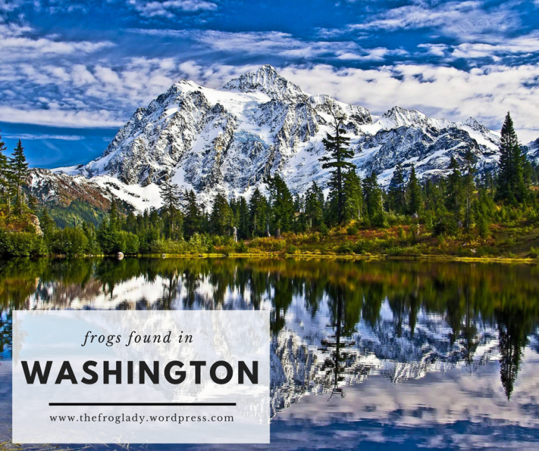 Washington Frogs and Toads – The Frog Lady