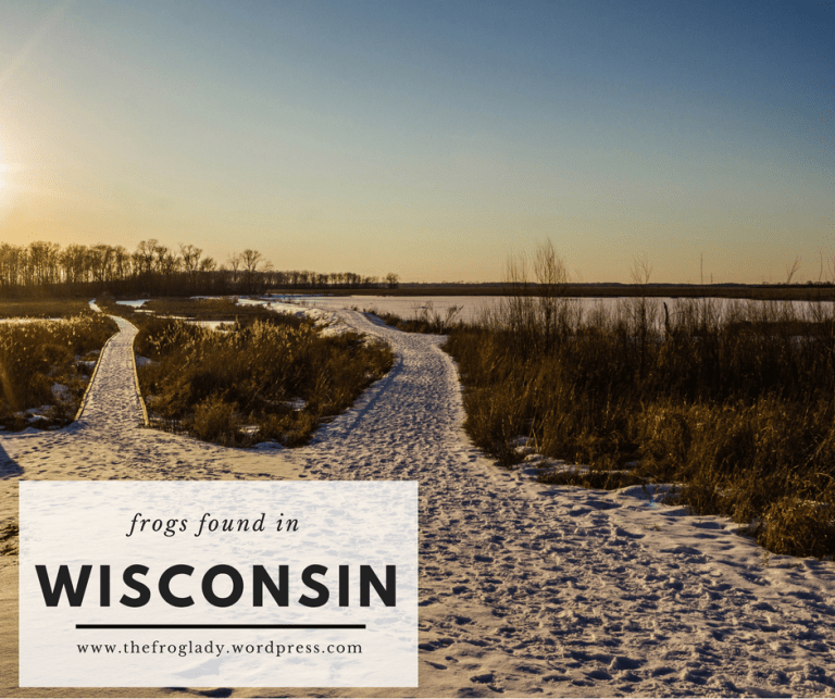 Wisconsin Frogs and Toads – The Frog Lady