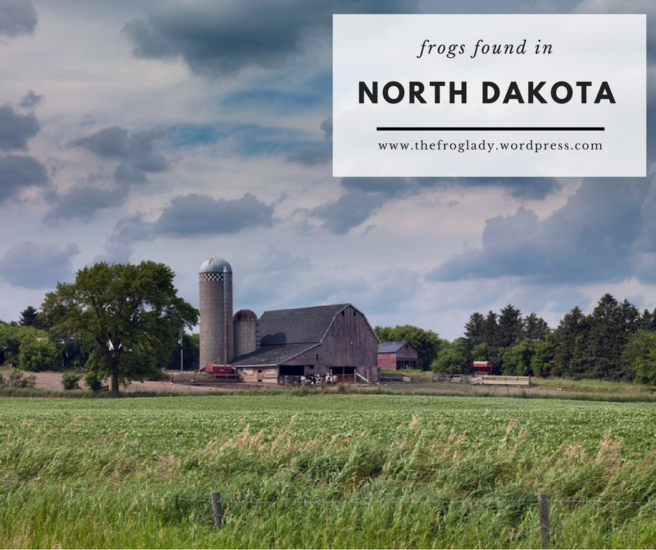 Frogs and Toads of North Dakota – The Frog Lady