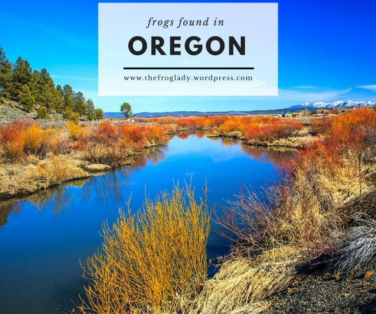 Oregon Frogs and Toads – The Frog Lady