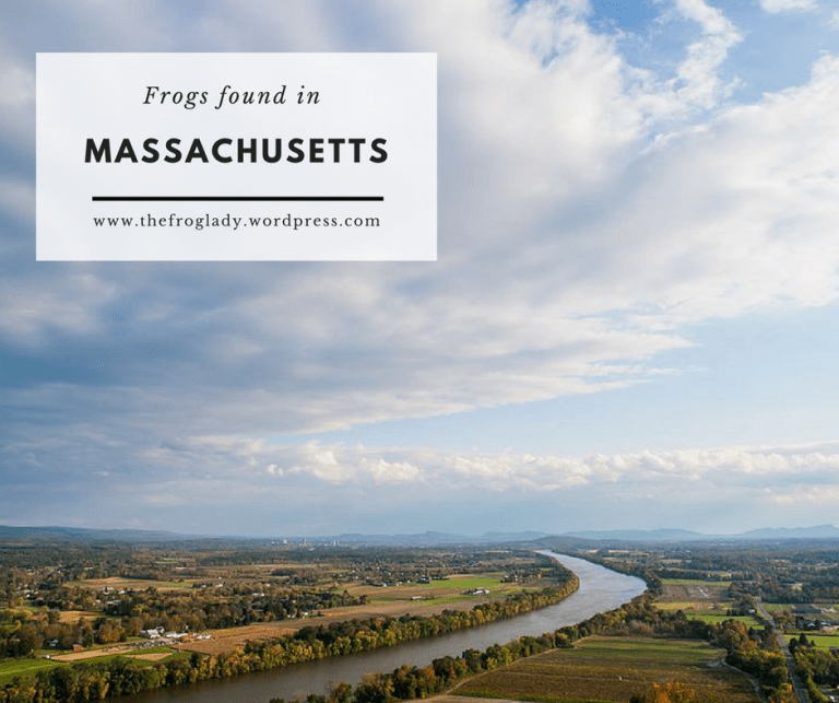 Massachusetts Frogs and Toads – The Frog Lady
