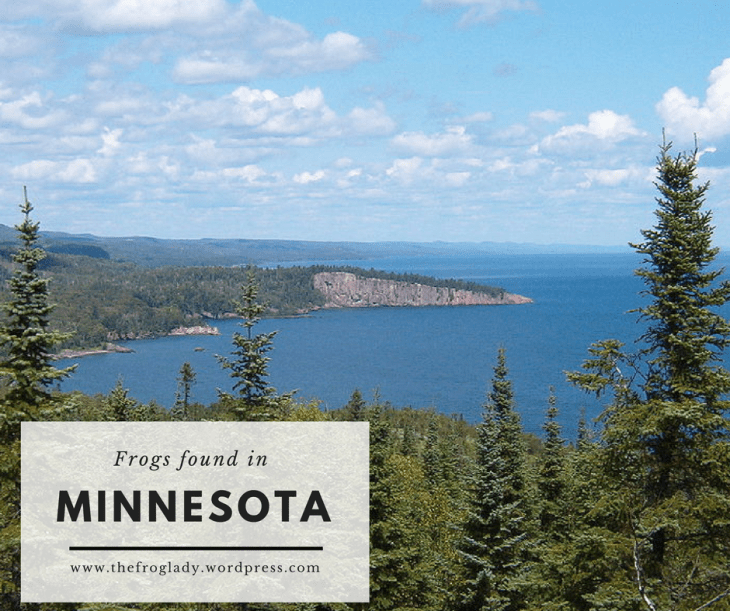 Minnesota frogs and toads – The Frog Lady