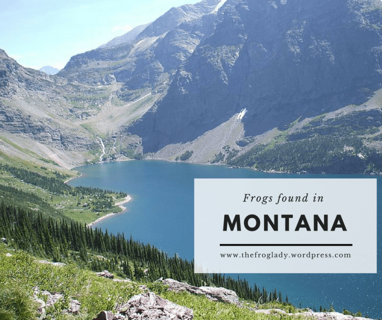 Frogs and Toads of Montana – The Frog Lady