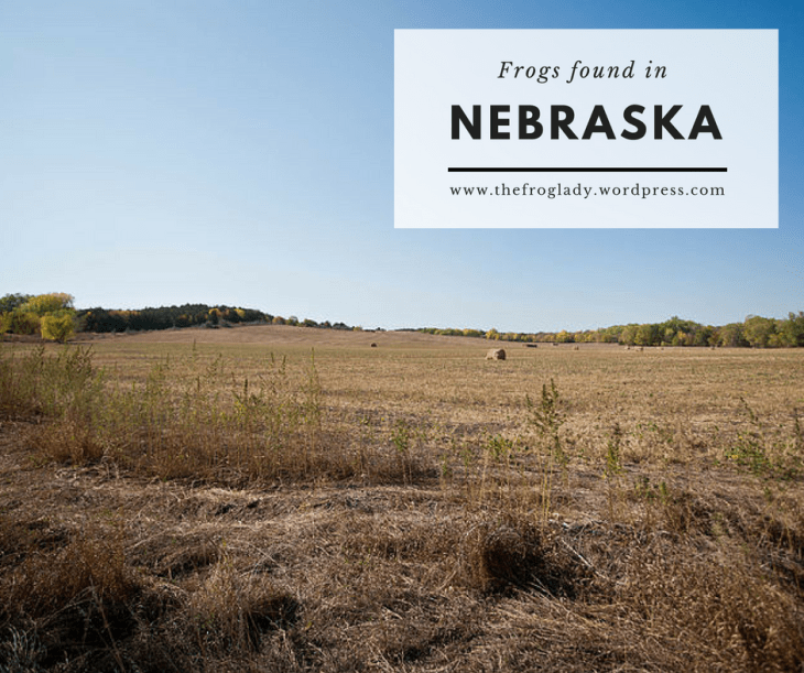 Frogs and Toads of Nebraska – The Frog Lady